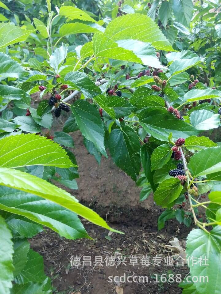 常见的桑科20种植物桑科植物大全棕榈树有哪些品种大山谷图库