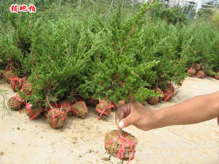漆大柏植物图片,漆赖树图片,治漆树的八树图片_大山谷图库
